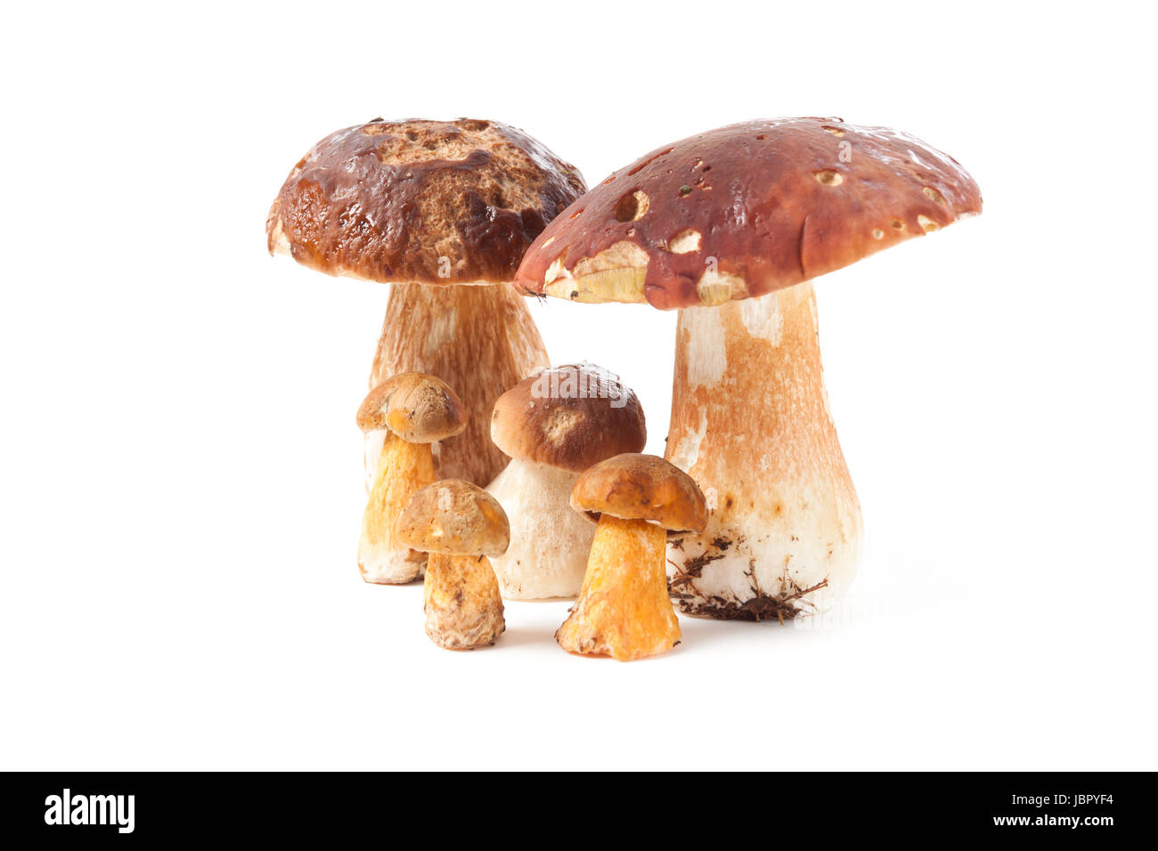 Three ceps isolated on white background Stock Photo - Alamy
