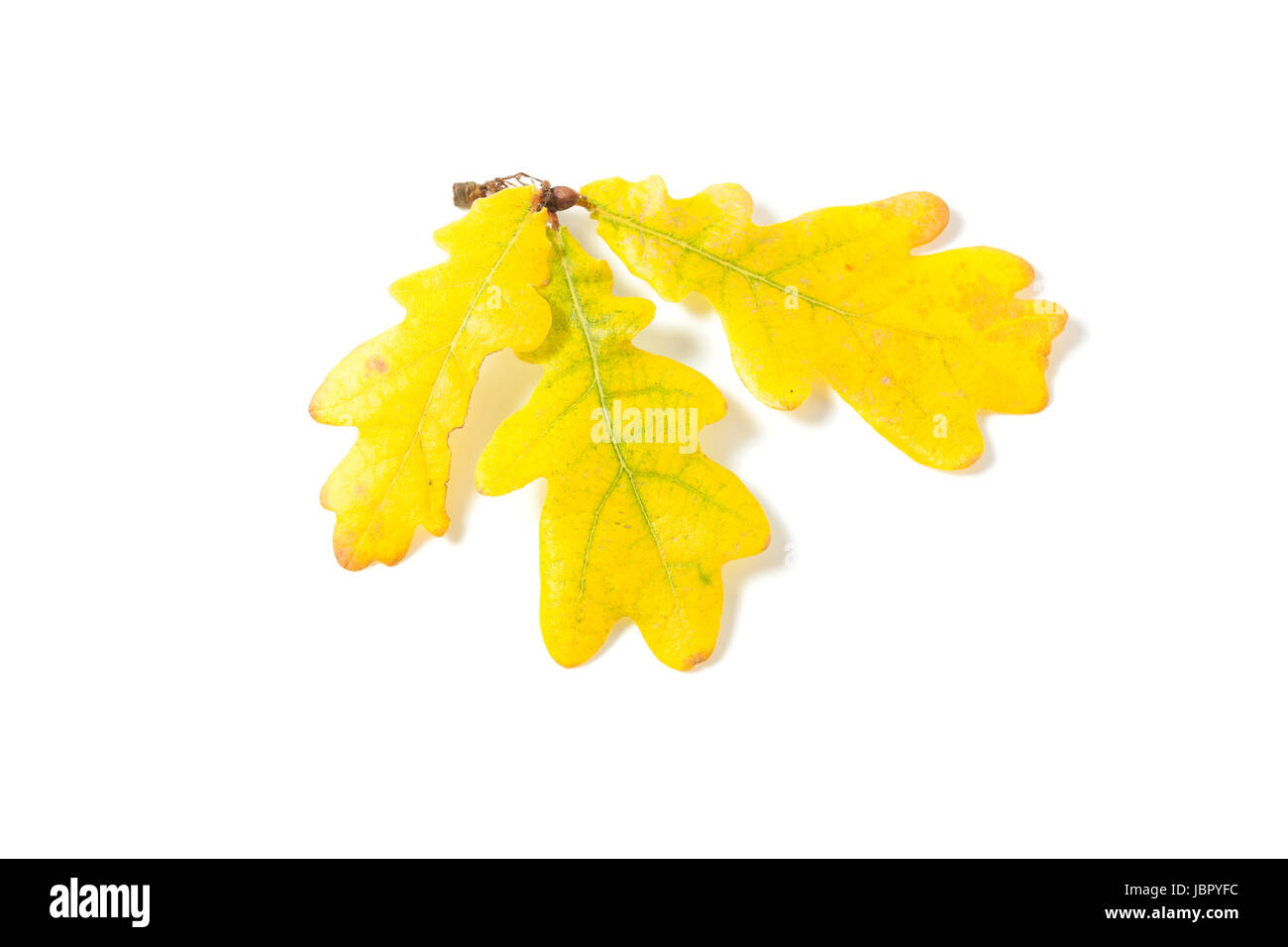 Yellow autumn leaf oak isolated on white background Stock Photo - Alamy