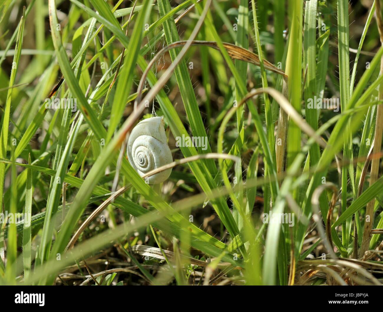 blade of grass meadow Stock Photo - Alamy