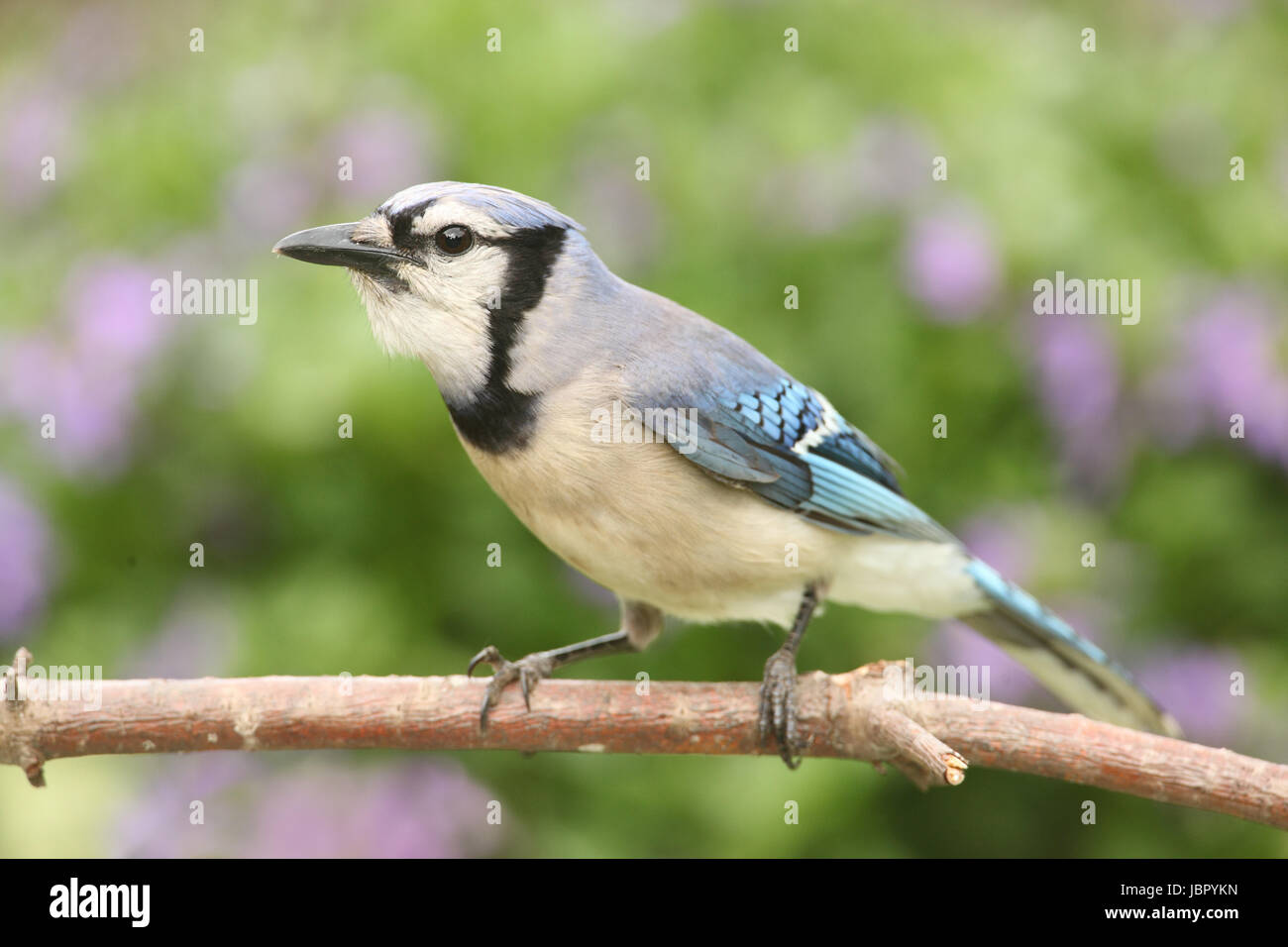 Blue Jay (corvid cyanocitta) with a colorful background Stock Photo - Alamy