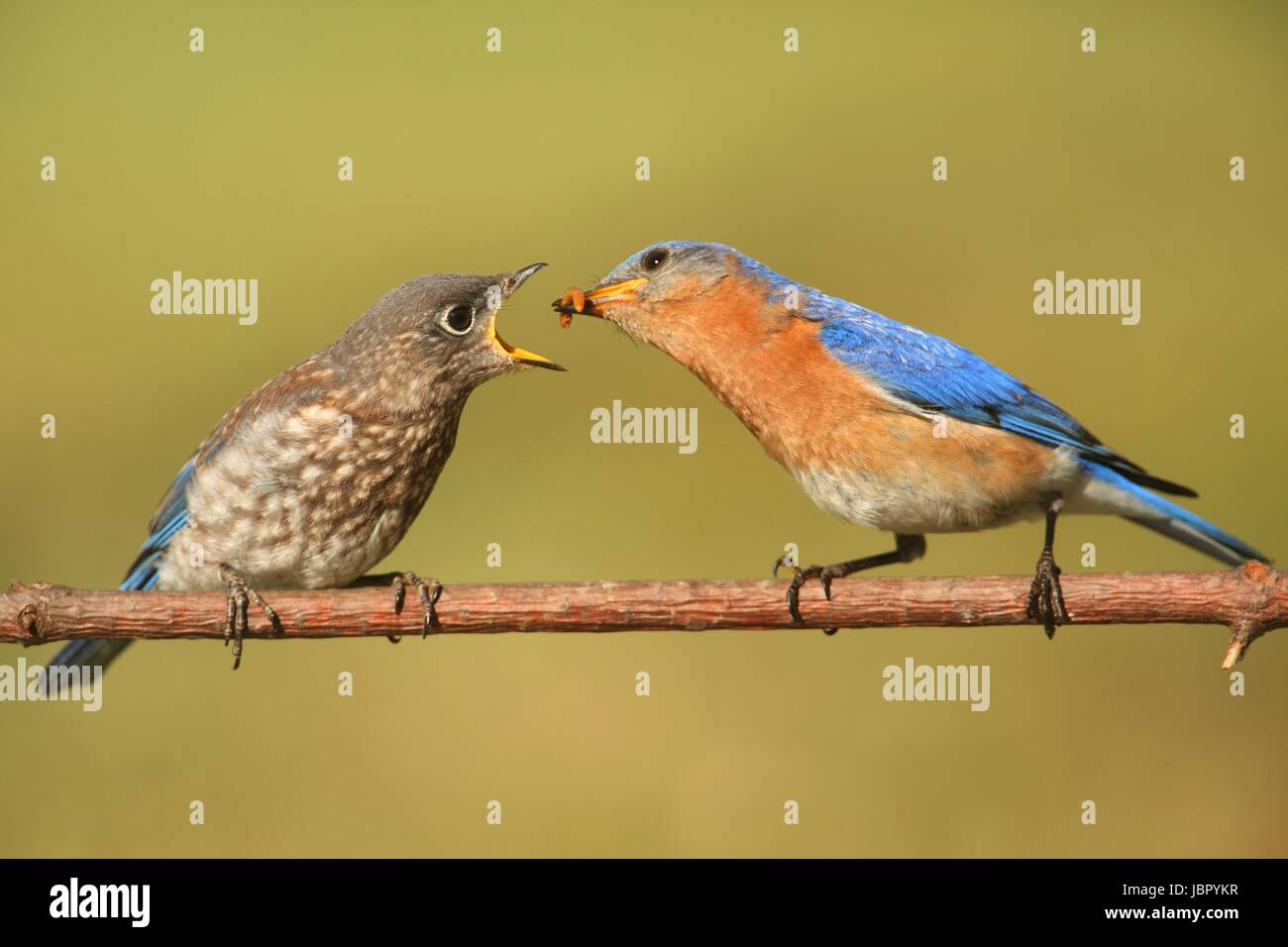 Baby eastern bluebird sialia hi-res stock photography and images - Alamy