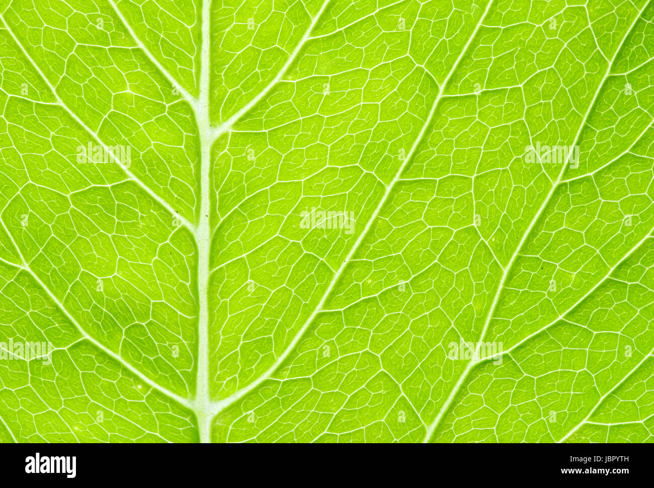 structure of leaf natural background Stock Photo - Alamy