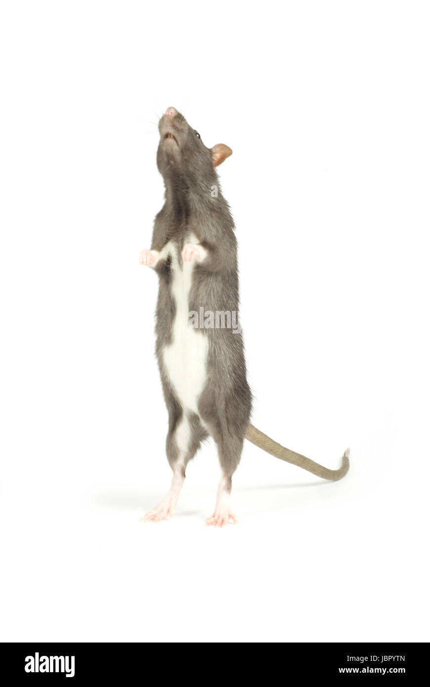 funny rat isolated on white background Stock Photo - Alamy