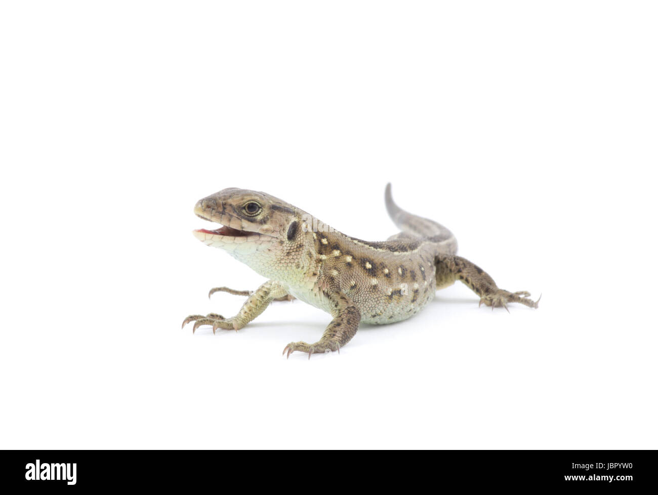 Small lizard isolated on white Stock Photo - Alamy