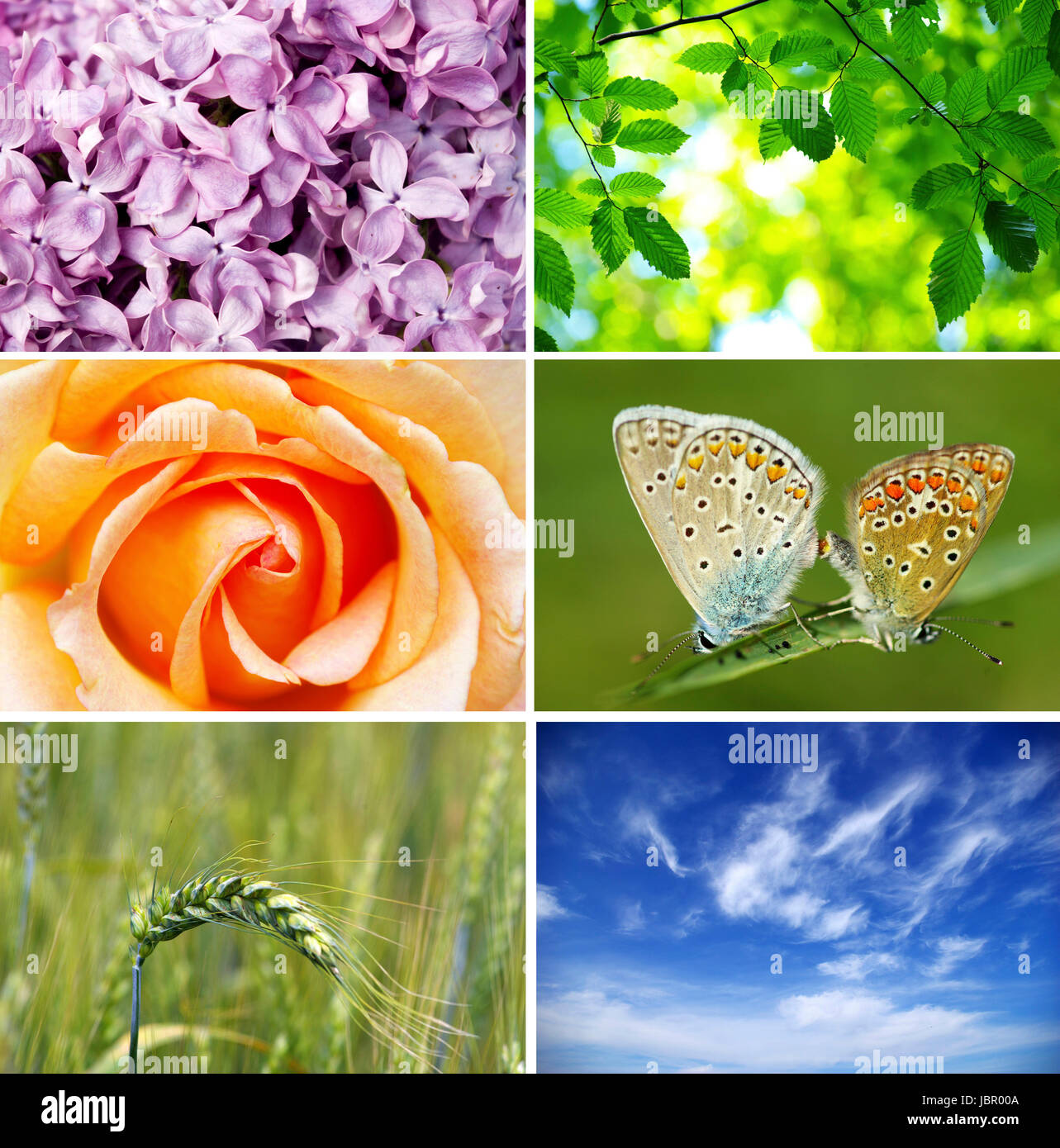 Assembling of beautiful seasonal pictures of nature Stock Photo - Alamy