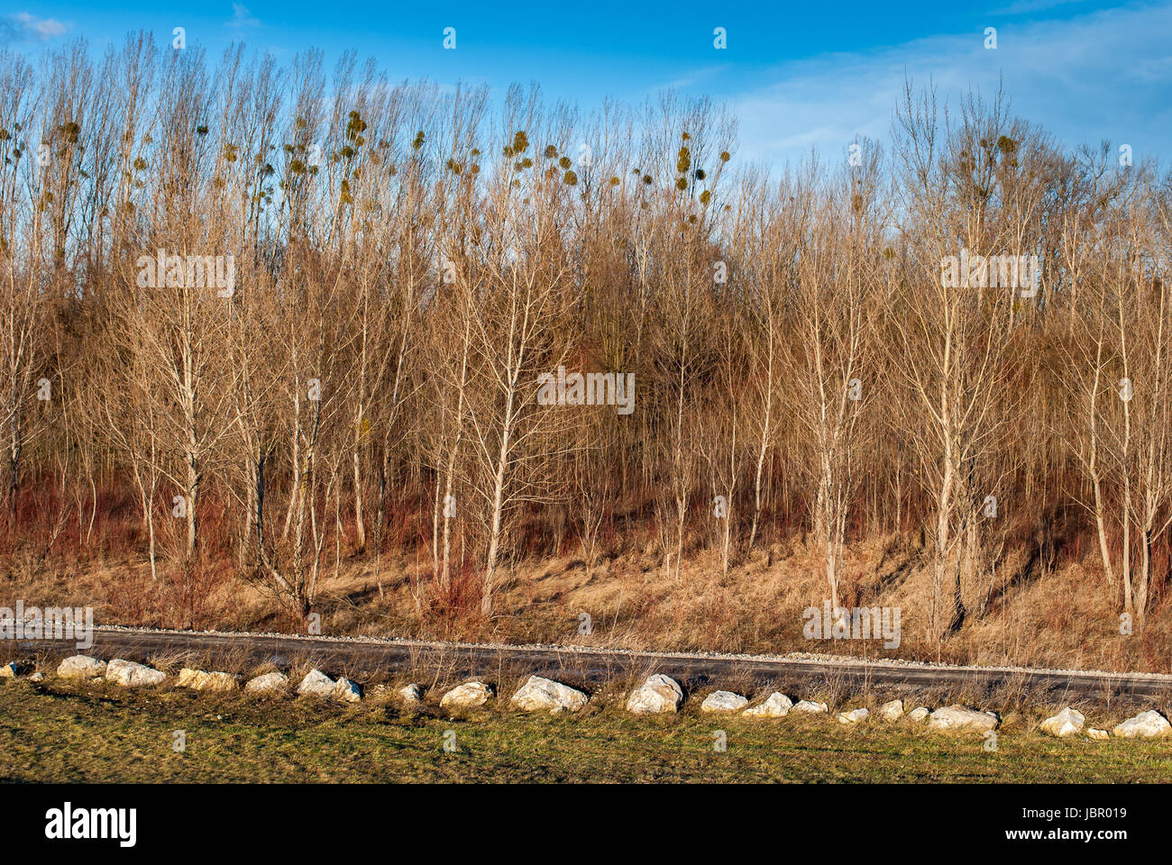 path under trees lined with stones Stock Photo - Alamy