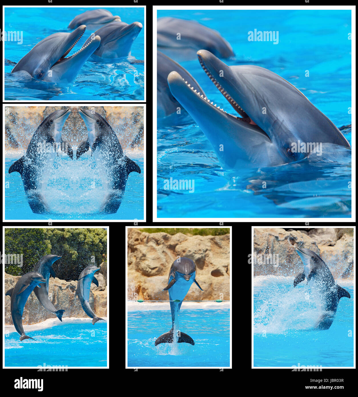 Collage of many photos of dolphins in a show Stock Photo - Alamy