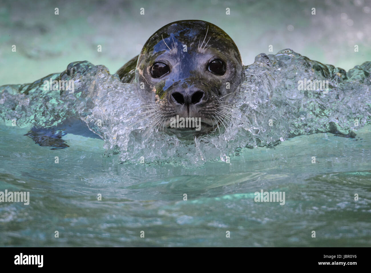 seal bow wave Stock Photo - Alamy