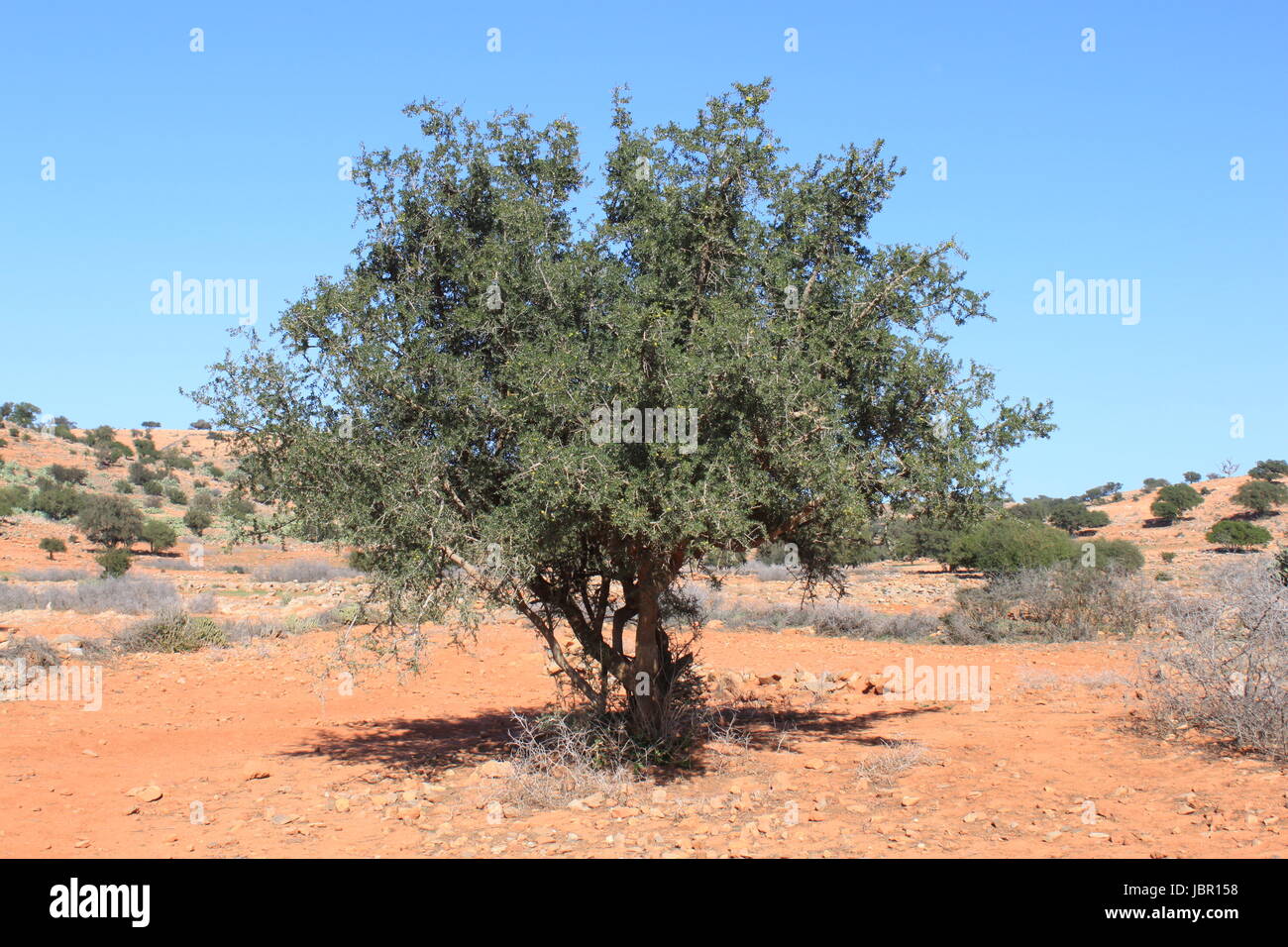 Oil nut tree hi-res stock photography and images - Alamy
