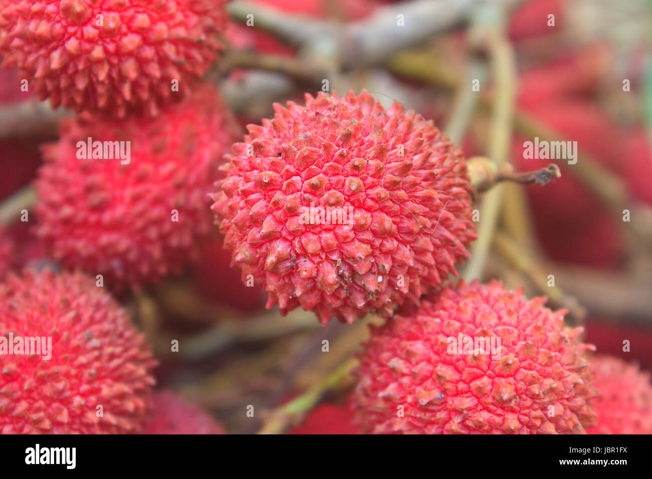 Wild lychee hi-res stock photography and images - Alamy