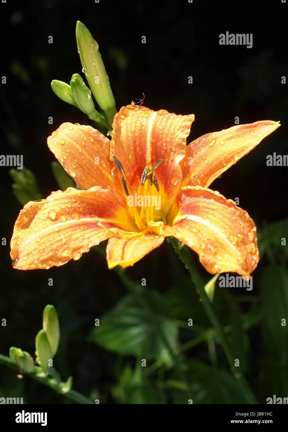 several a few Stock Photo - Alamy