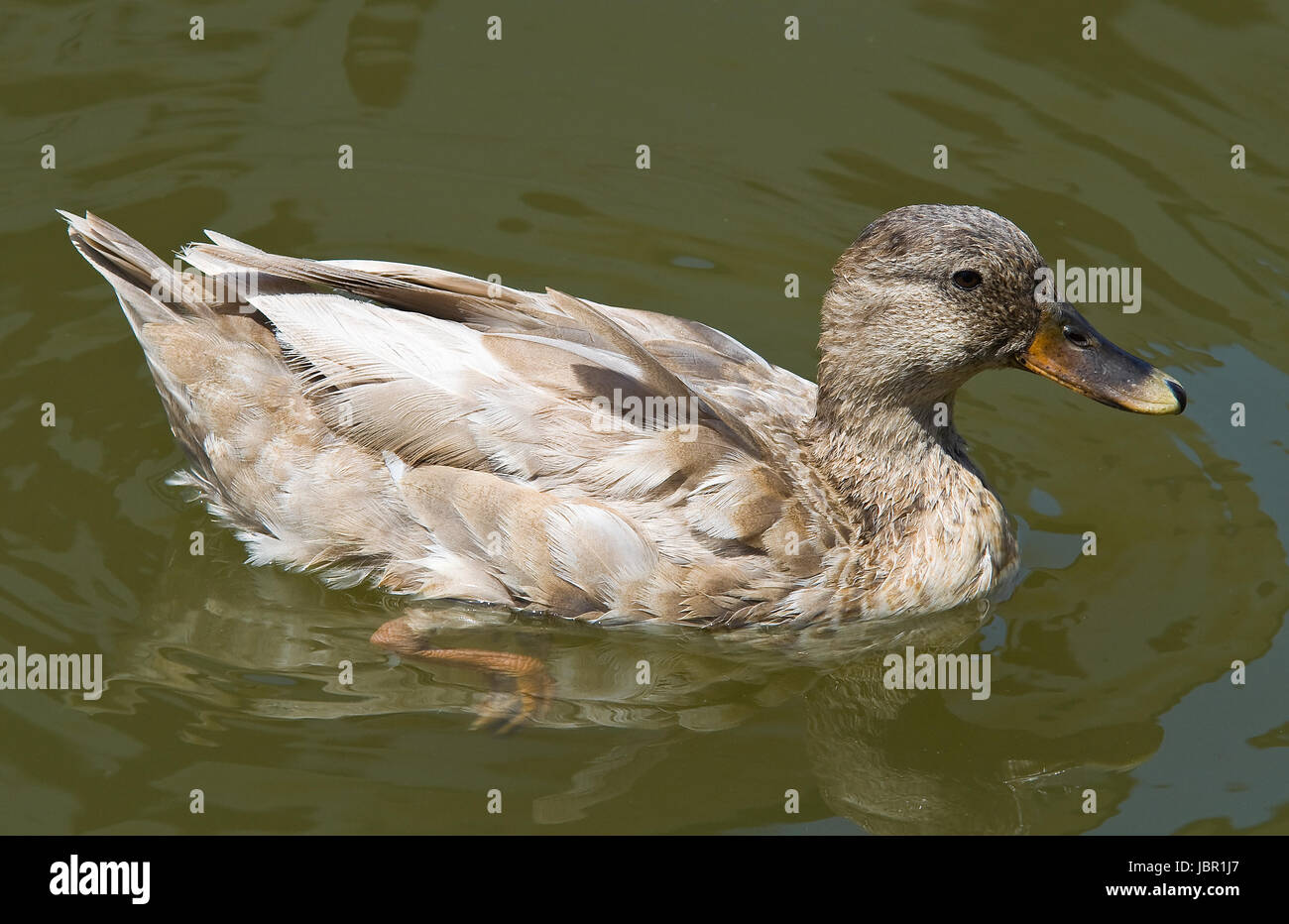 Duck Swimming Underwater High Resolution Stock Photography and Images ...