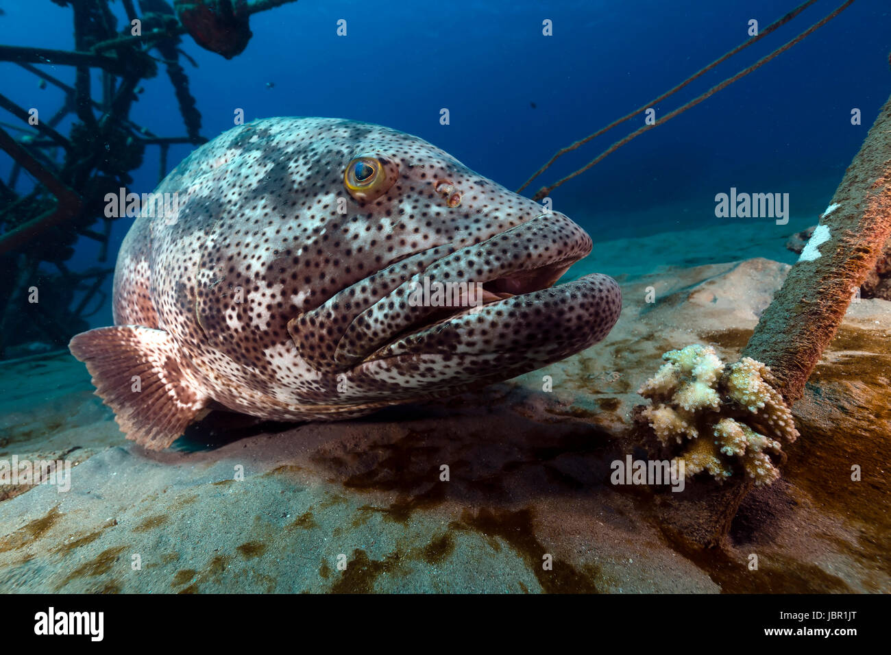 Malabar grouper in the Red Sea Stock Photo - Alamy