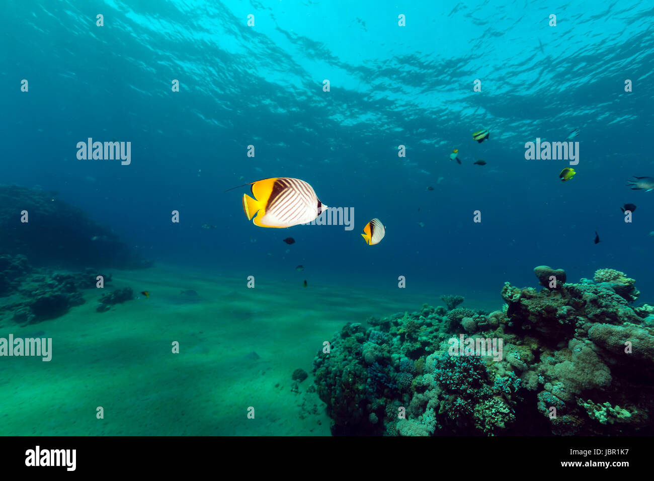 Tropical waters of the Red Sea Stock Photo - Alamy