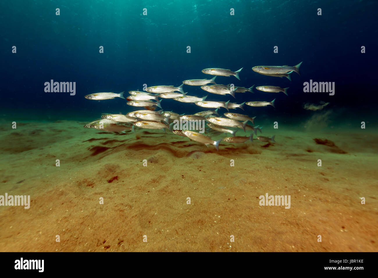 Fringelip mullet in the Red Sea Stock Photo - Alamy