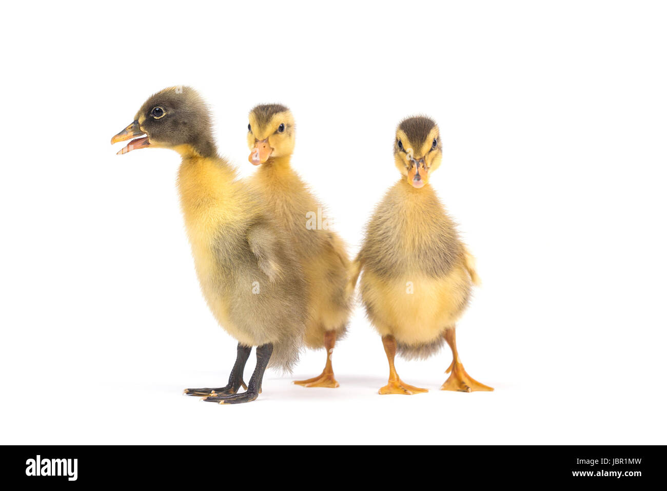 Junior plumage hi-res stock photography and images - Alamy