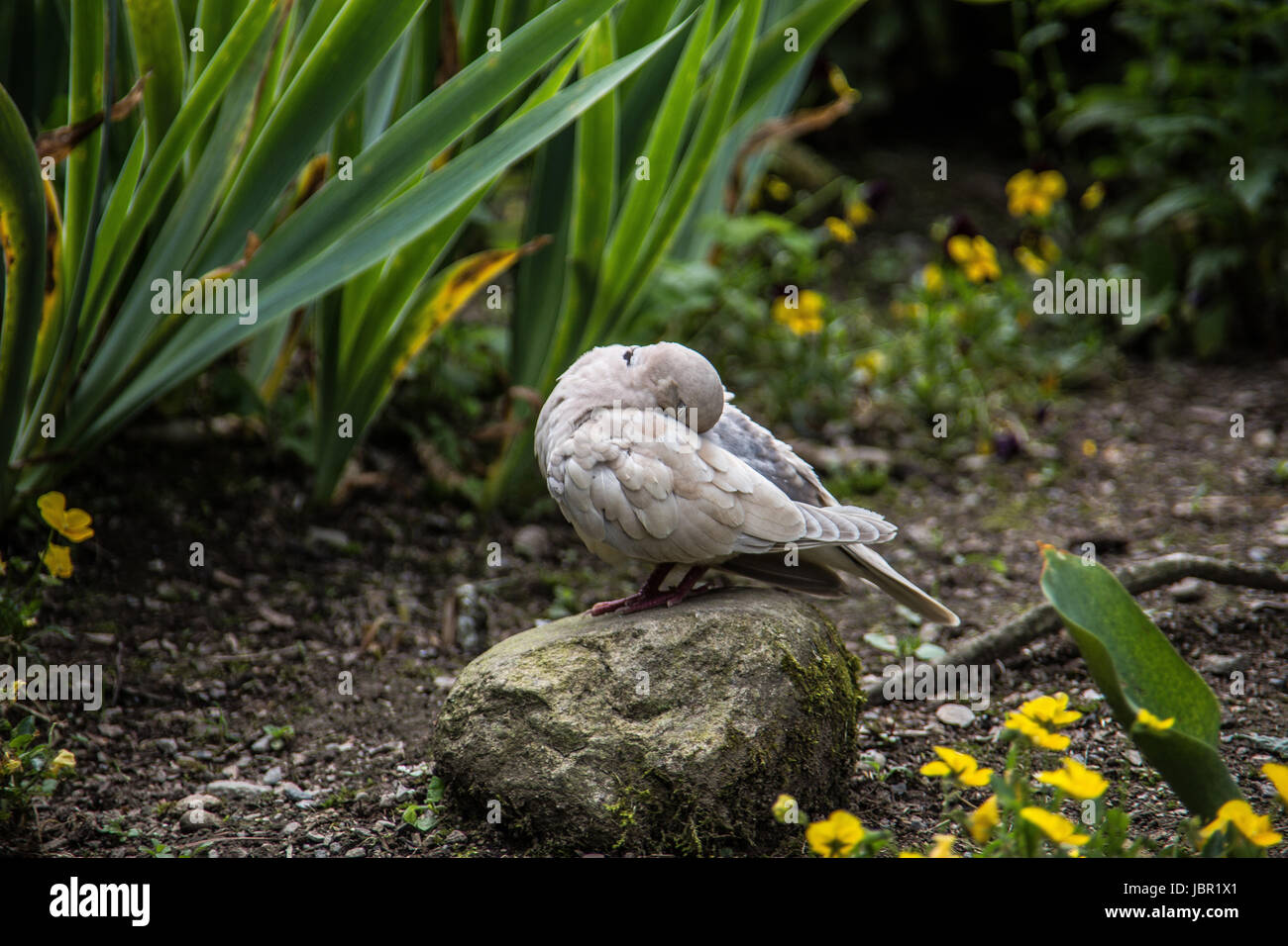 Lachtaube im Garten Stock Photo - Alamy