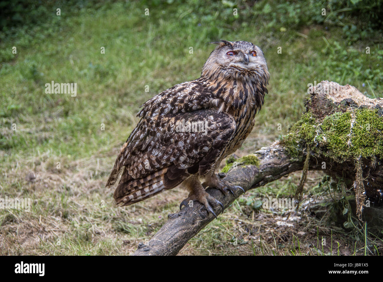 Eule sitzt auf Ast Stock Photo - Alamy
