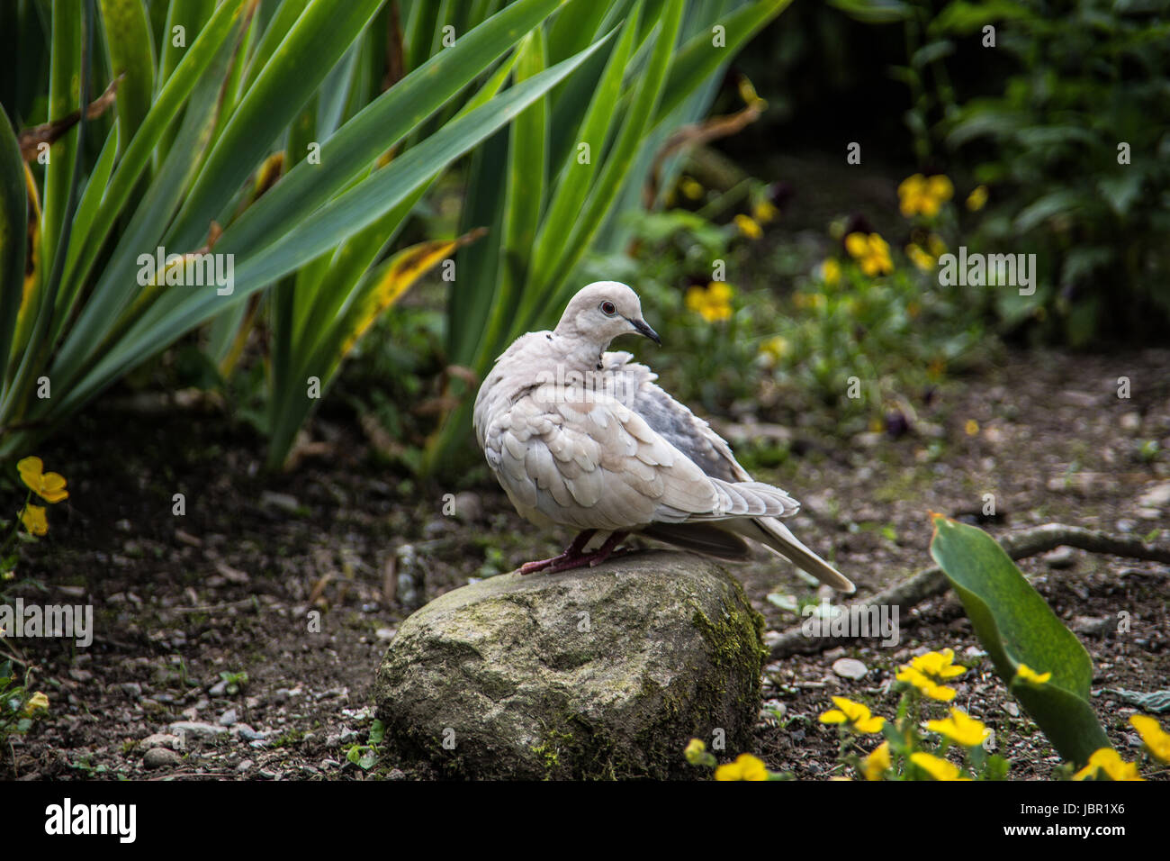 Lachtaube hi-res stock photography and images - Alamy