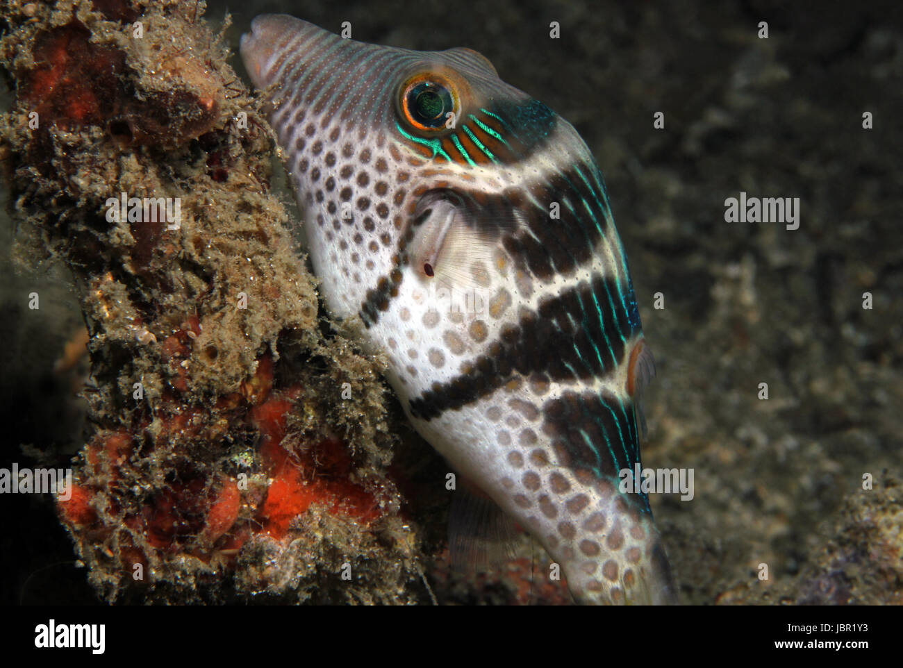 Black-saddle Toby (aka Valentine's Toby - Canthigaster Valentini ...