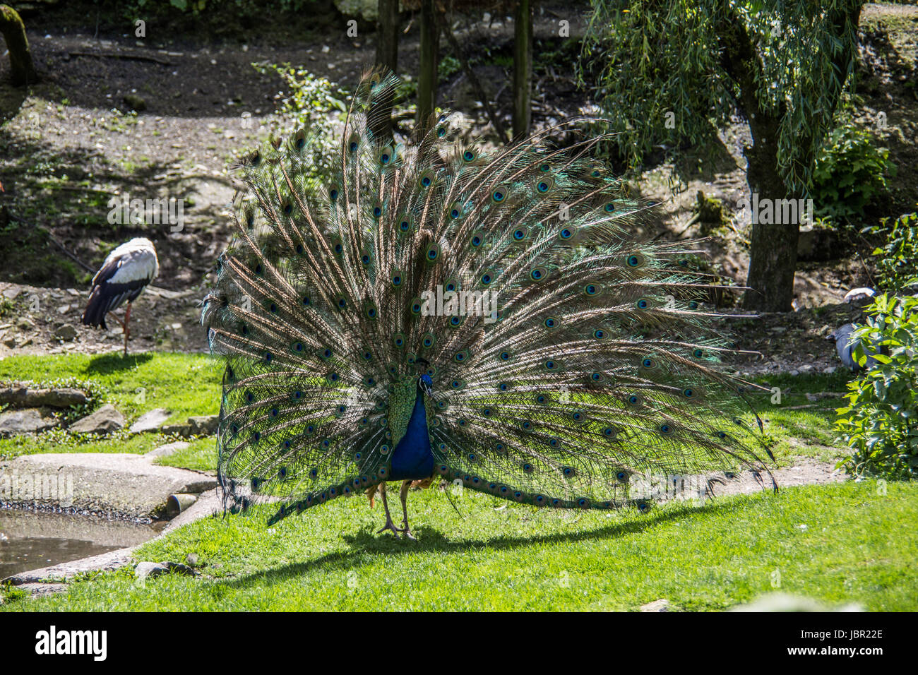 Pfau schlägt Rad zum imponieren Stock Photo - Alamy