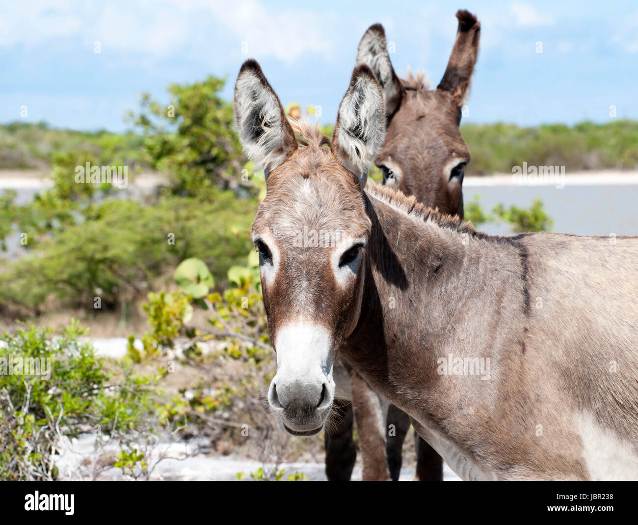 Close view of donkeys on Grand Turk island (Turks & Caicos Stock Photo ...