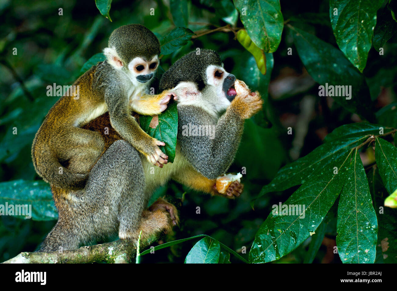 Squirrel Monkey in amazon rainforest Stock Photo - Alamy