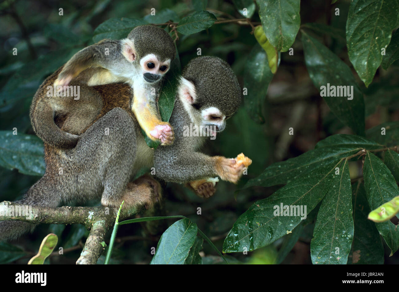 Squirrel Monkey in amazon rainforest Stock Photo - Alamy