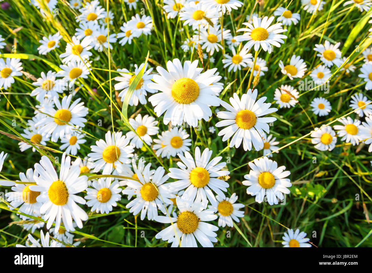 wide angle evening shoot of spring daisy flower field Stock Photo - Alamy