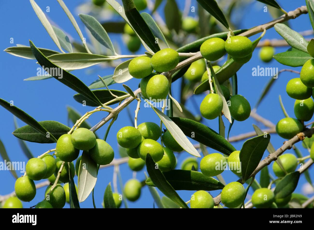 Oliven toskana hi-res stock photography and images - Alamy