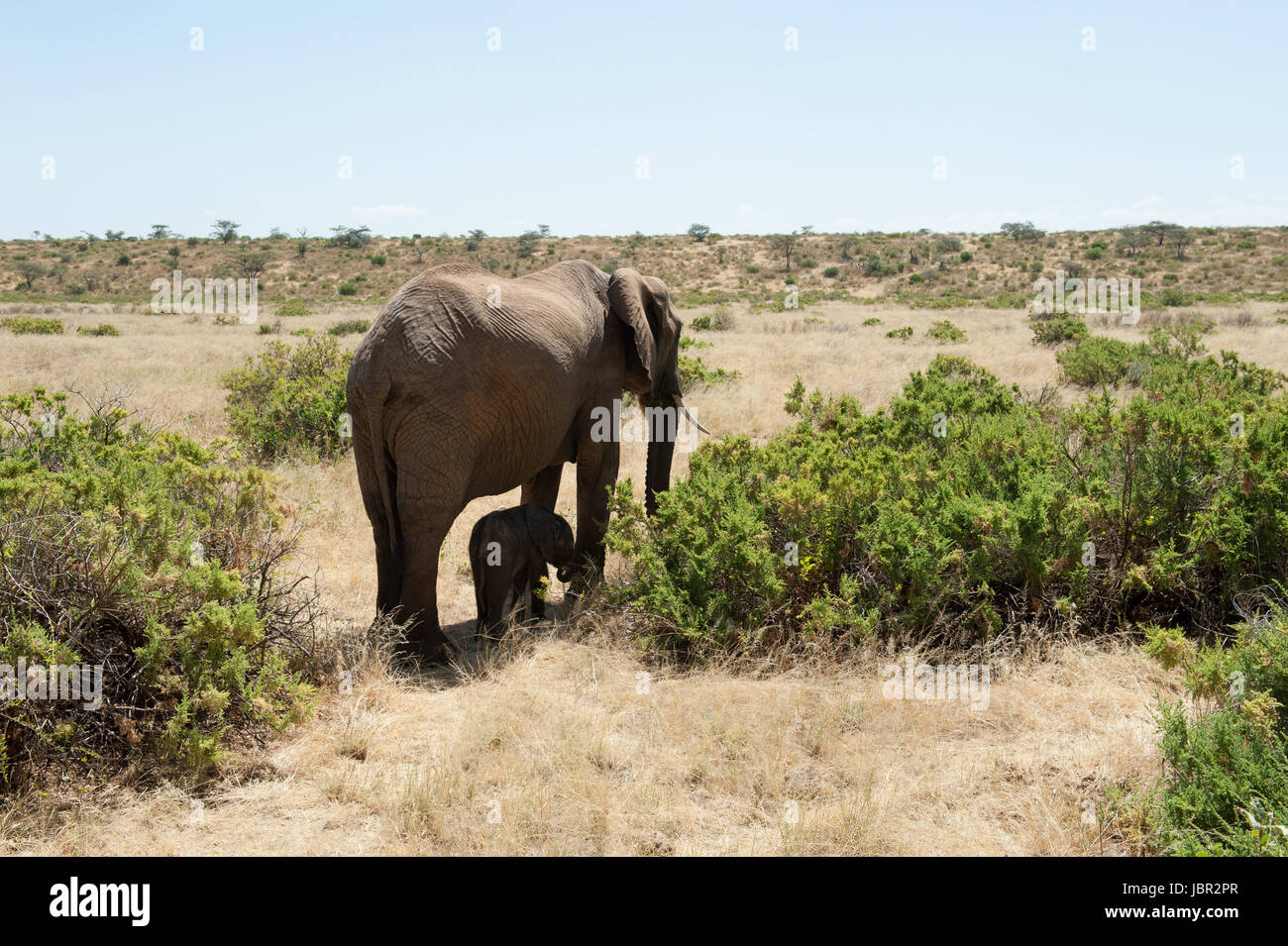 elephant in the savannah of africa Stock Photo - Alamy