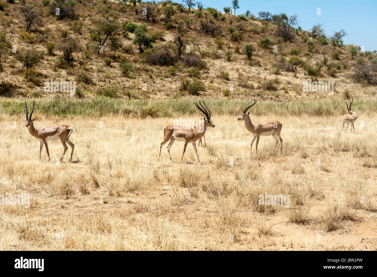 impala herd in the savannah of africa Stock Photo - Alamy