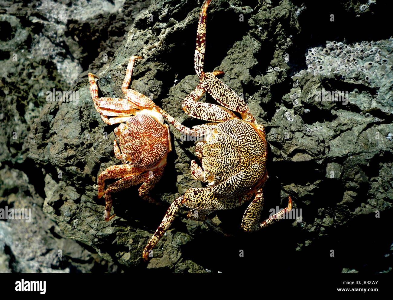 Crab beach panama hi-res stock photography and images - Alamy