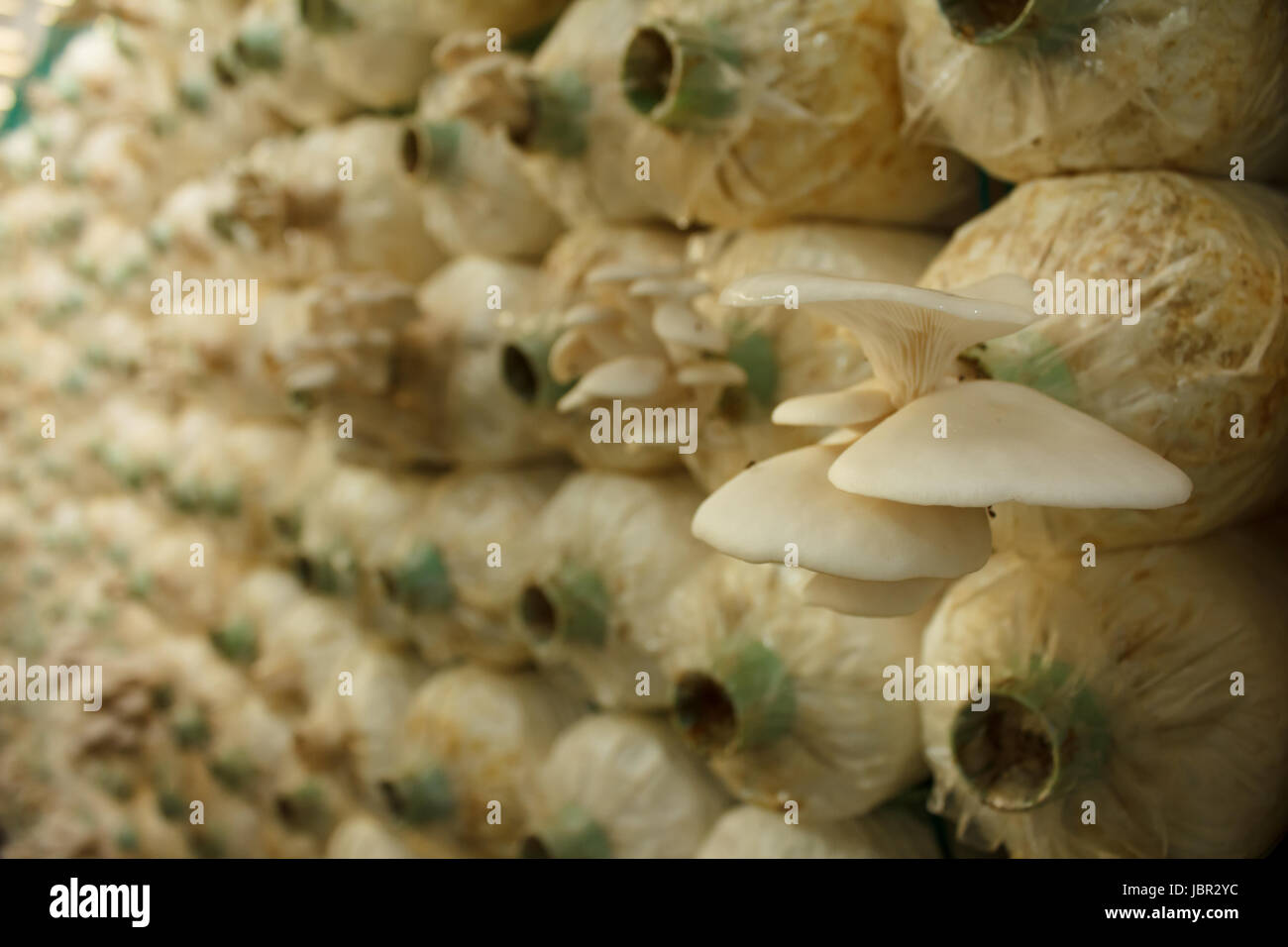 Stack of mushroom cubes in a close farm Stock Photo - Alamy