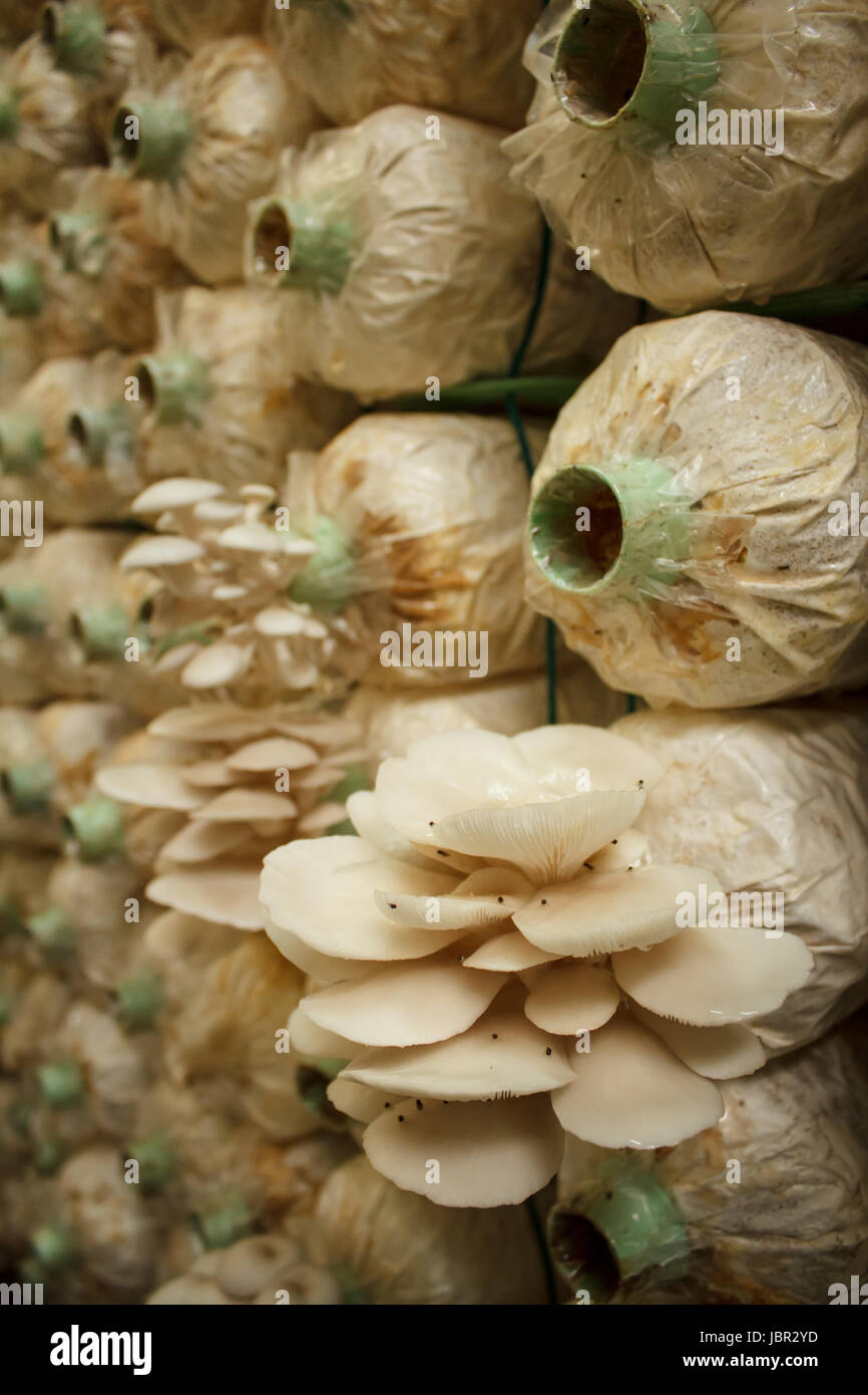 Stack of mushroom cubes in a close farm Stock Photo - Alamy