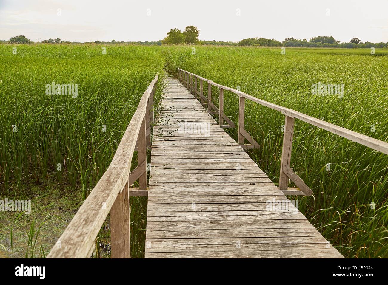 Swampland walkway wooden board path Stock Photo - Alamy