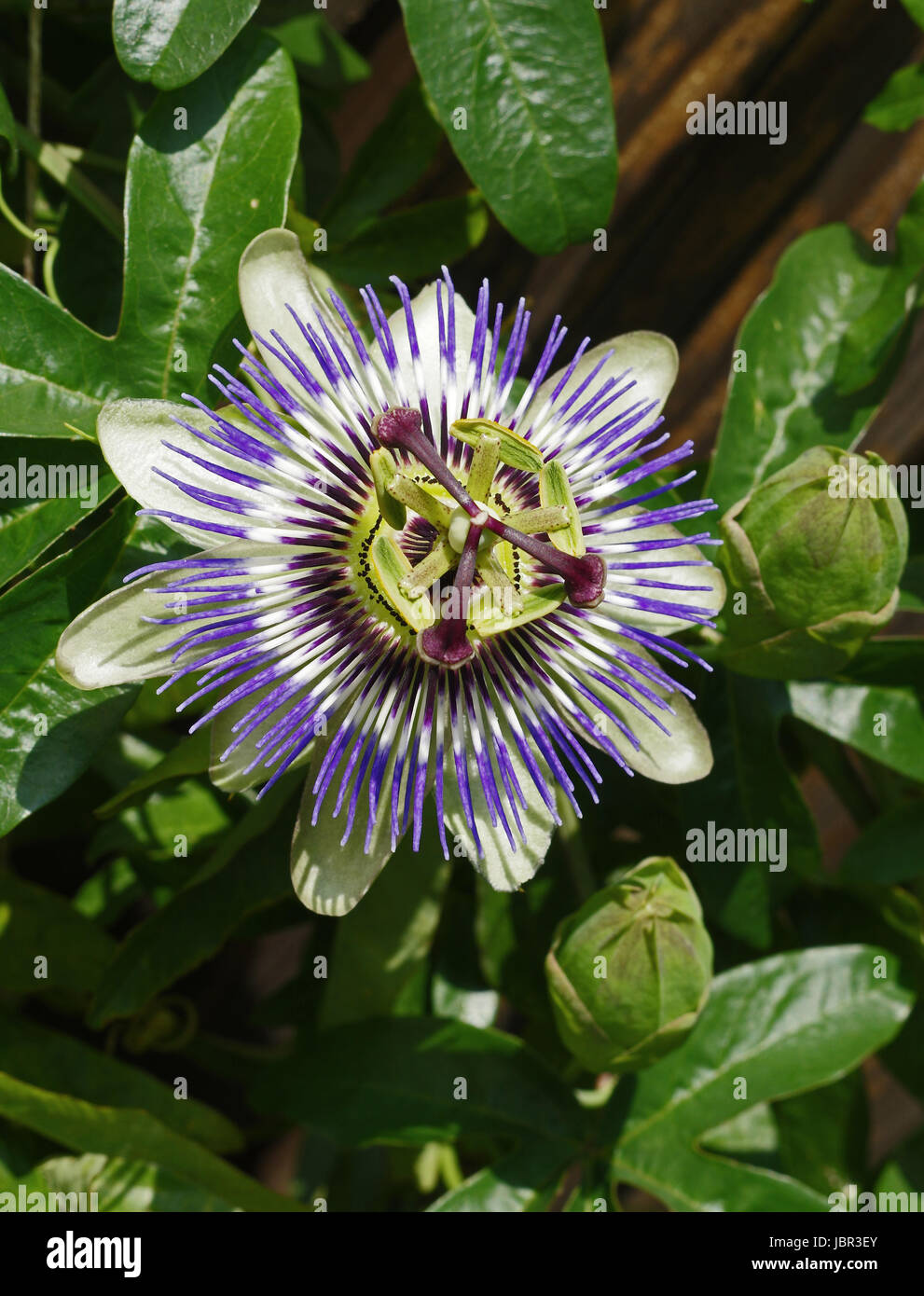 flowering of passiflora Stock Photo - Alamy