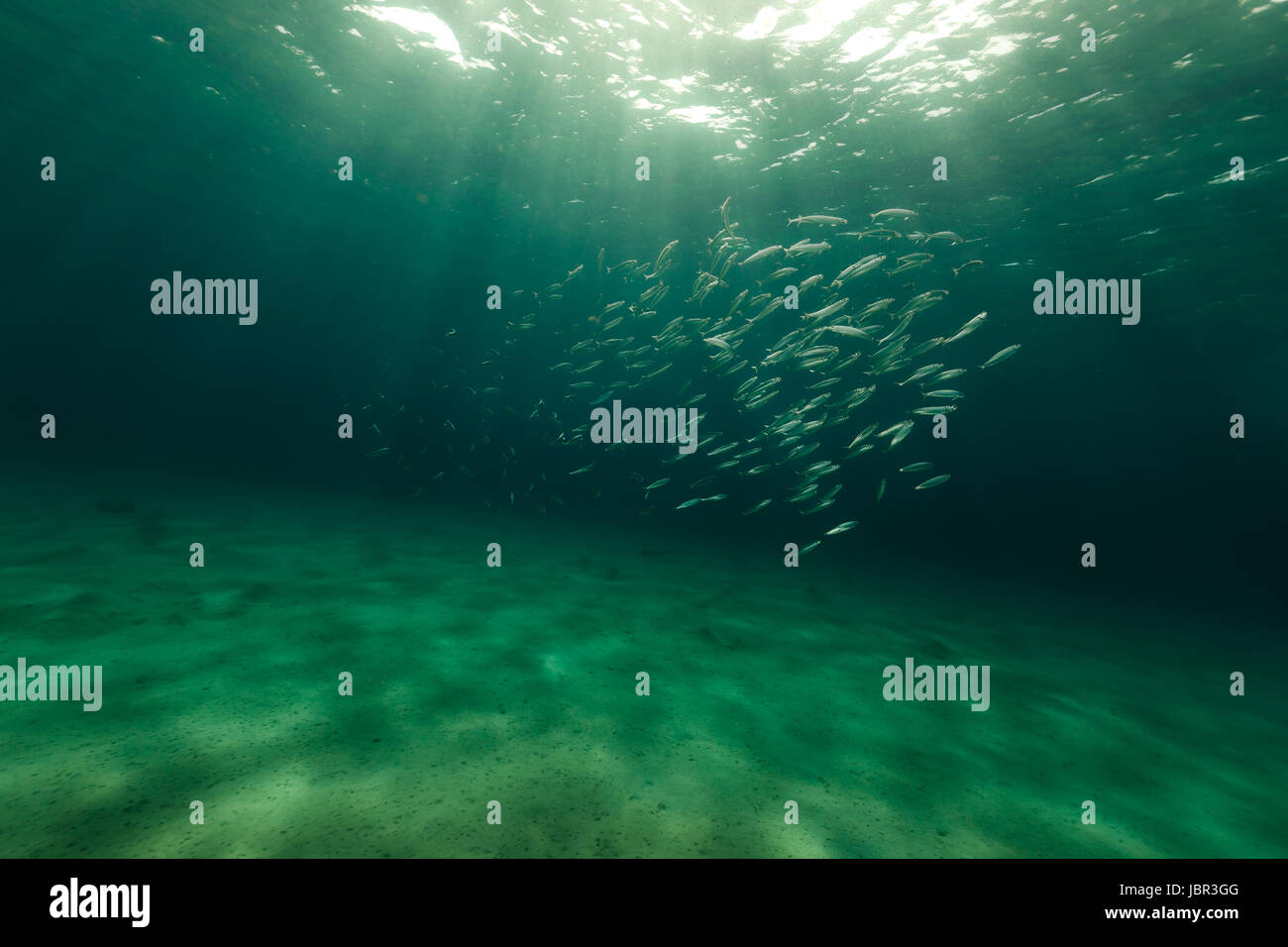 The magnificent underwater world of the Red Sea Stock Photo - Alamy
