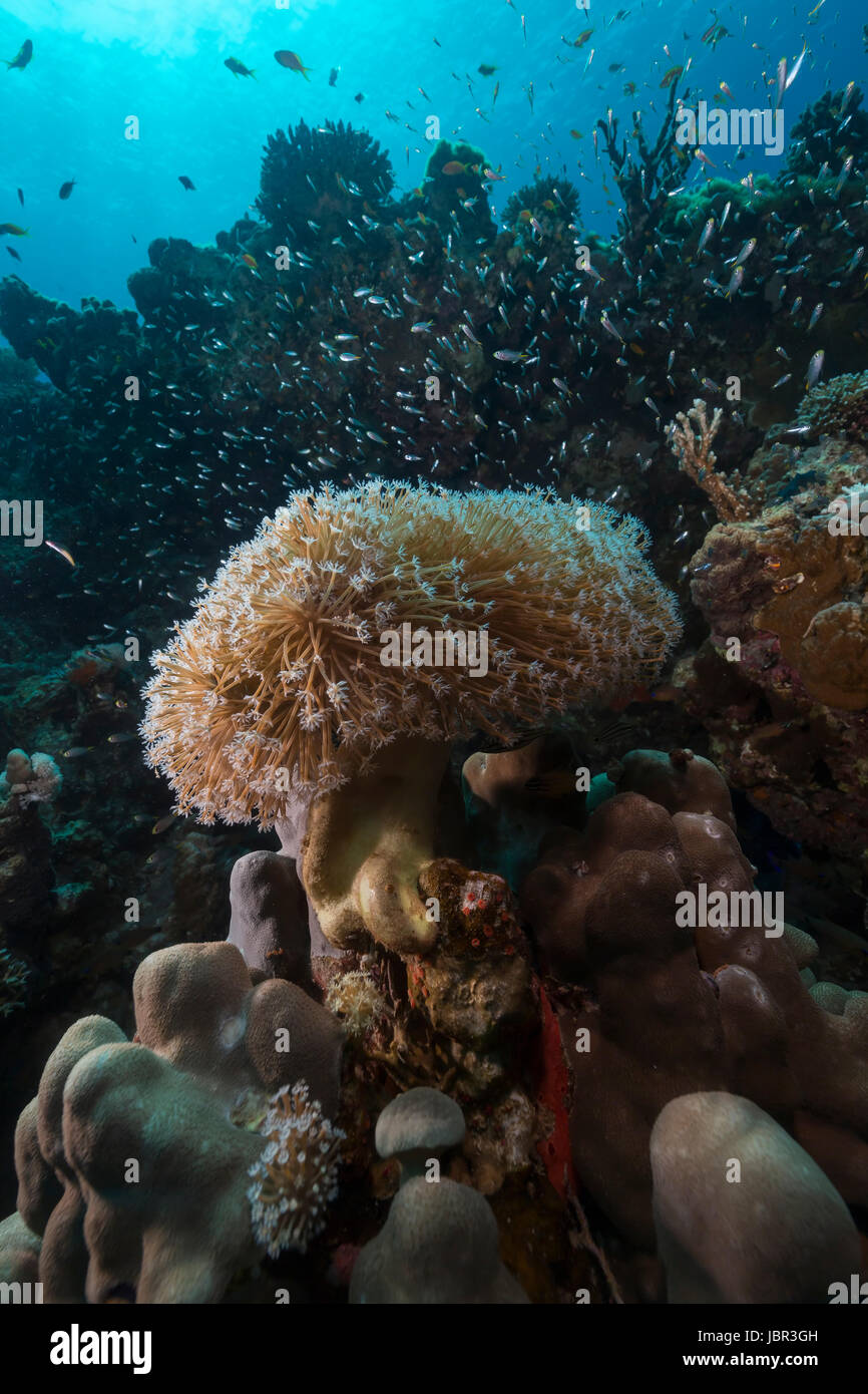 The magnificent underwater world of the Red Sea Stock Photo - Alamy