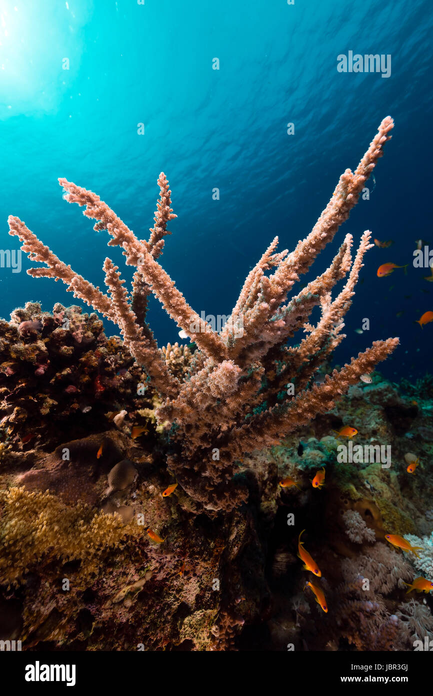 The magnificent underwater world of the Red Sea Stock Photo - Alamy