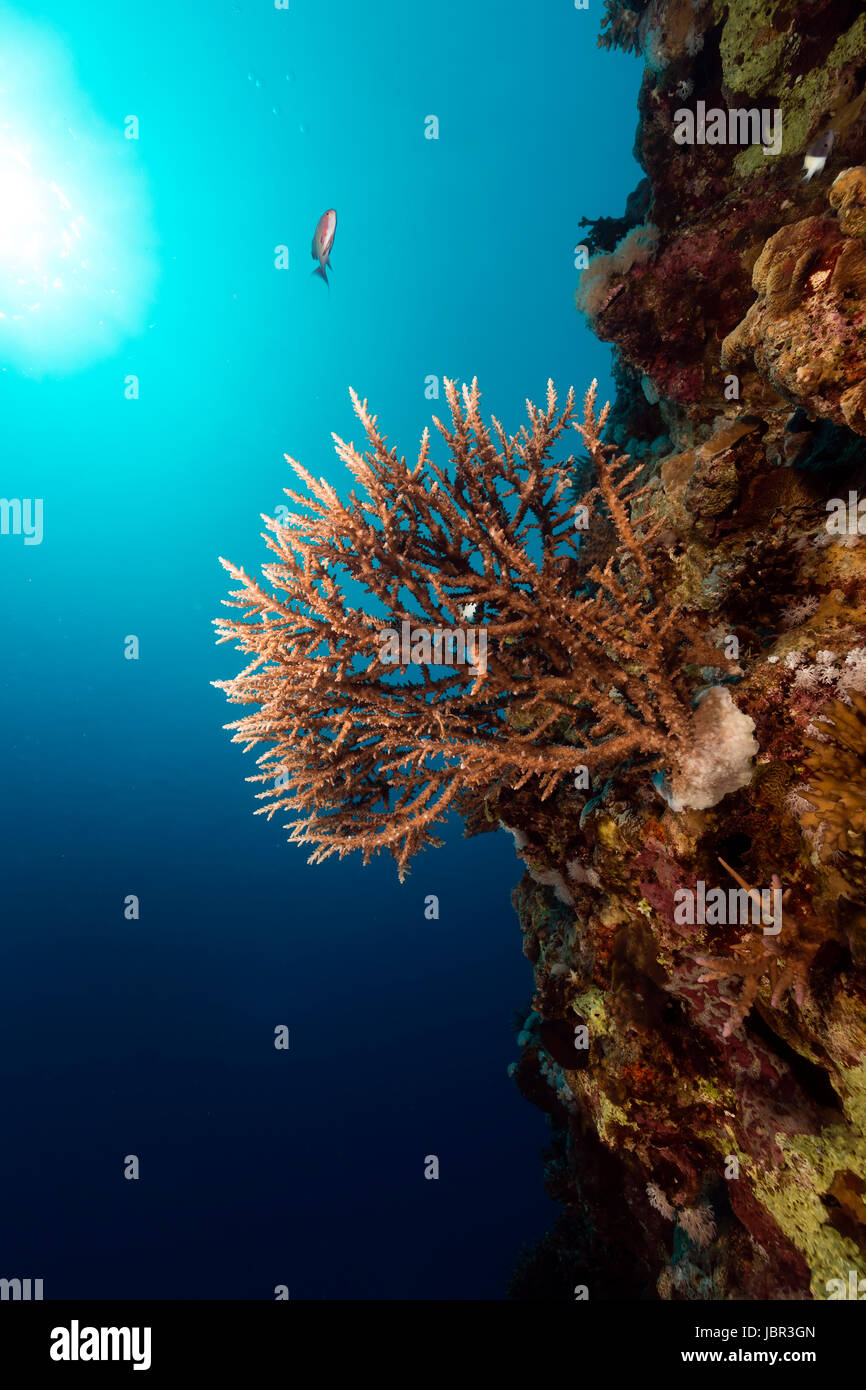 The magnificent underwater world of the Red Sea Stock Photo - Alamy