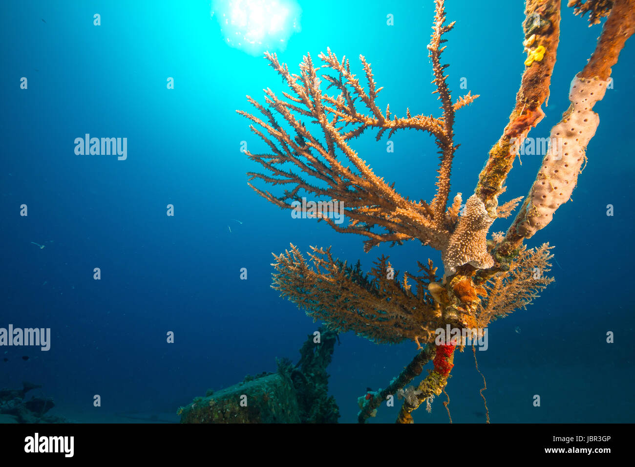 The magnificent underwater world of the Red Sea Stock Photo - Alamy