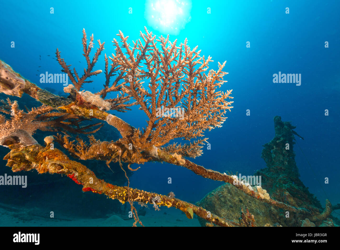 The magnificent underwater world of the Red Sea Stock Photo - Alamy