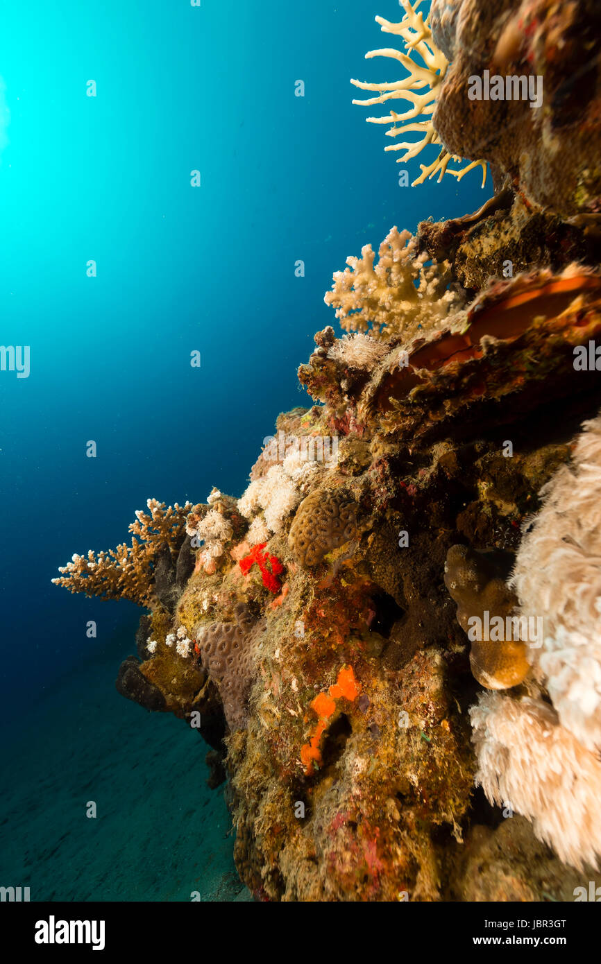 The magnificent underwater world of the Red Sea Stock Photo - Alamy