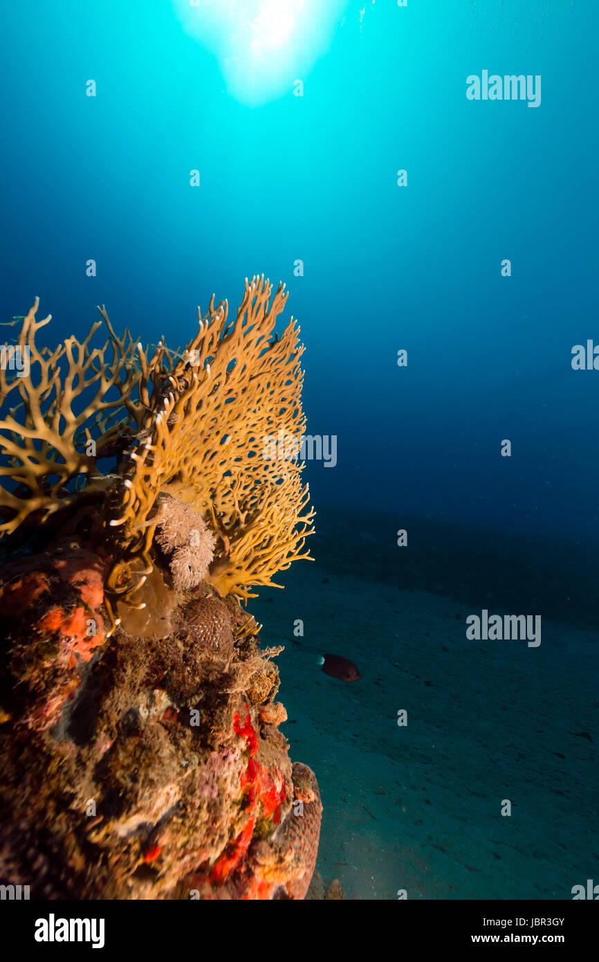 The magnificent underwater world of the Red Sea Stock Photo - Alamy