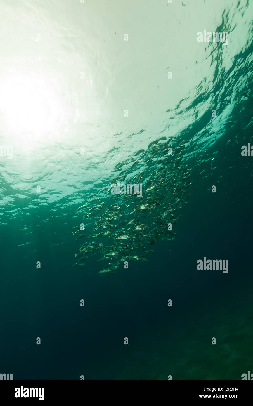 Striped mackerel in the Red Sea Stock Photo - Alamy