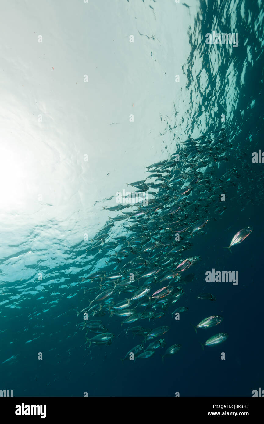 Striped mackerel in the Red Sea Stock Photo - Alamy