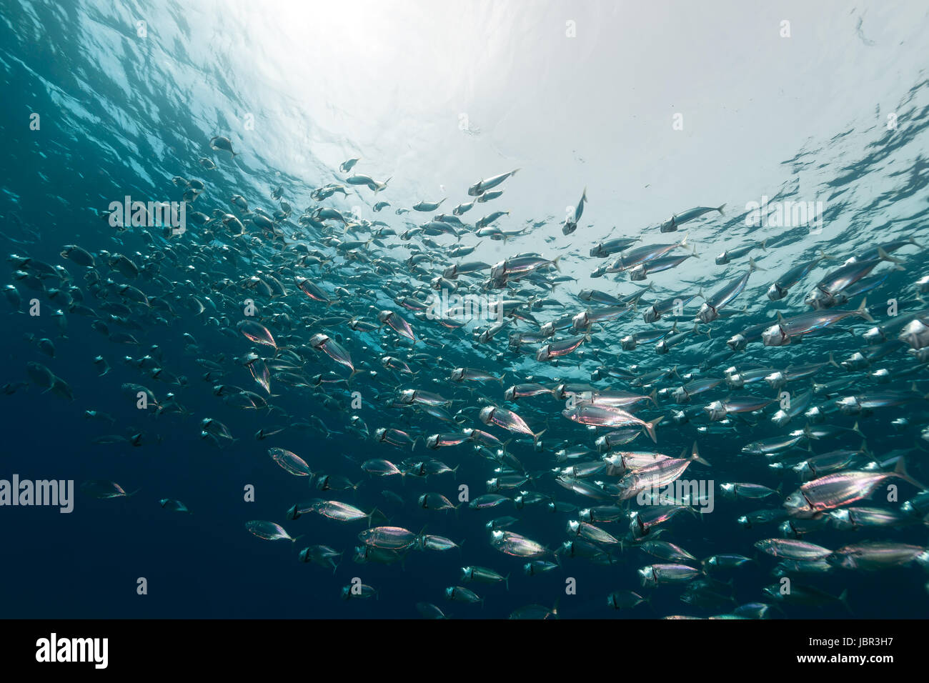 Striped mackerel in the Red Sea Stock Photo - Alamy