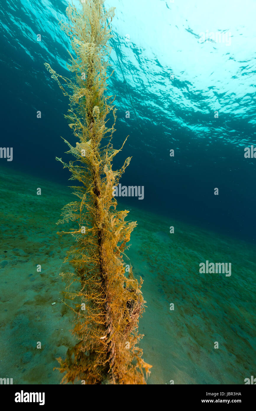 The magnificent underwater world of the Red Sea Stock Photo - Alamy