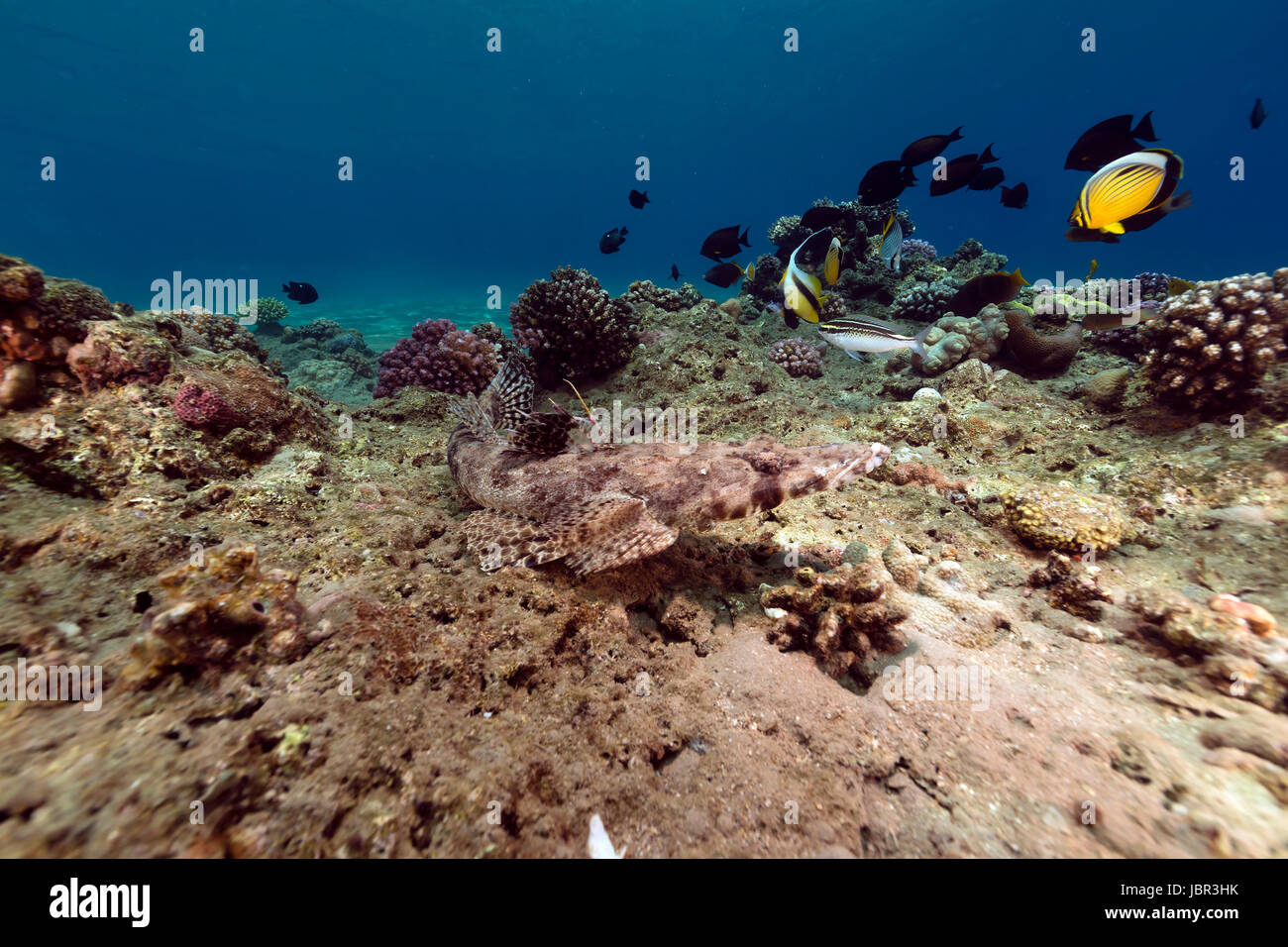 Crocodilefish in the Red Sea Stock Photo - Alamy